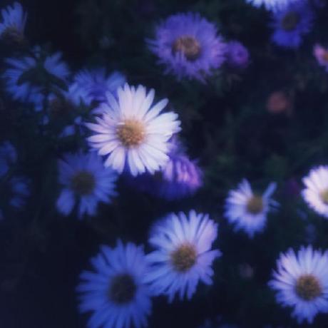 The Spooky Cat Github