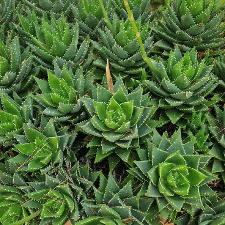 Elena Nesterova Github