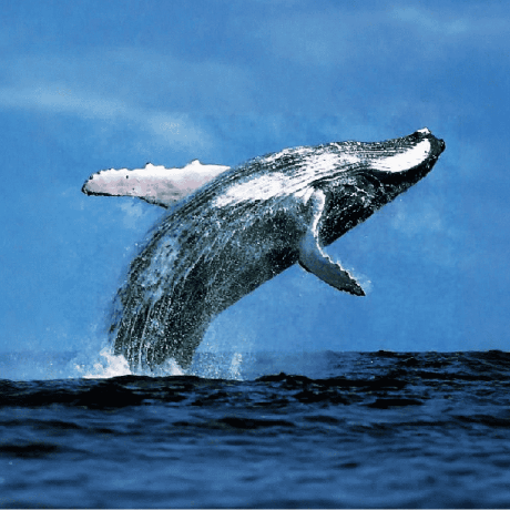 Mrktsm Marko Tsymbaliuk Github