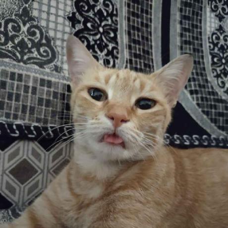 Sudhanva03 Sudhanva Rao Github