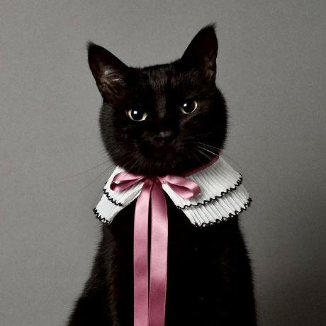 Catalinacamp Catalina Campos Github