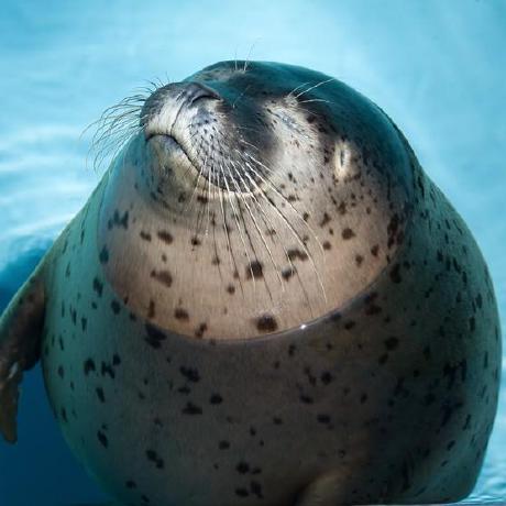 Syogo Koizumi Github