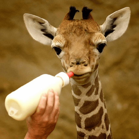 Alisonyang Alison Github