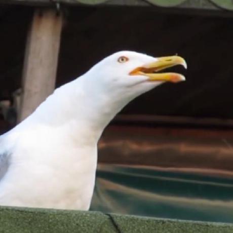 Miamii11036 Mia Github