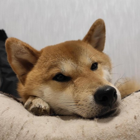 Fibonacci Range Examples Codesandbox