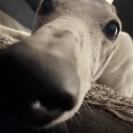 Samboswell Dev Sam Github