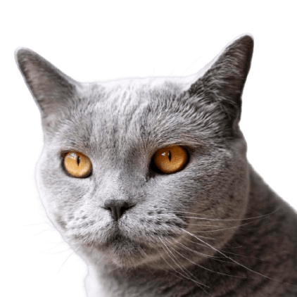 Artosimonyan Arto Simonyan Github