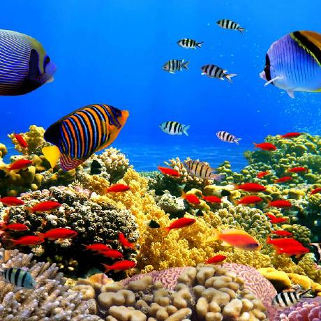 David4731god David Github