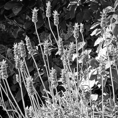 Alejandrolog Samuel Alejandro Github