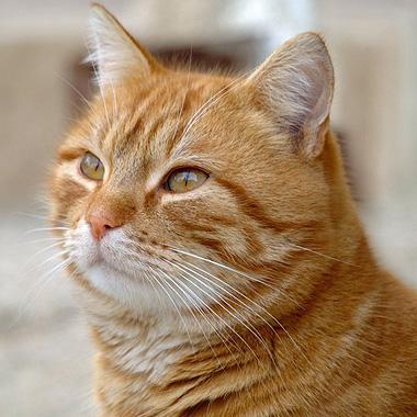 Olo Github - Premium Sunset Design - Retina