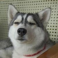 Github Funnywolf Viper Adversary Simulation And Red Teaming Platform