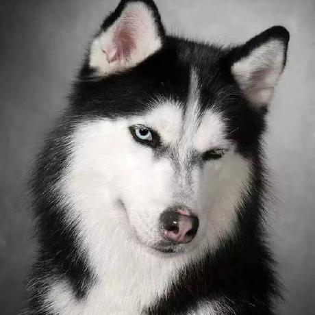 Type Alpha Alpha Github