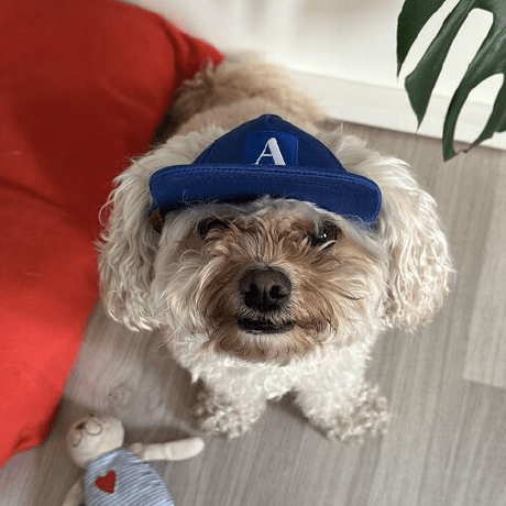 Nexora W Nexora Github