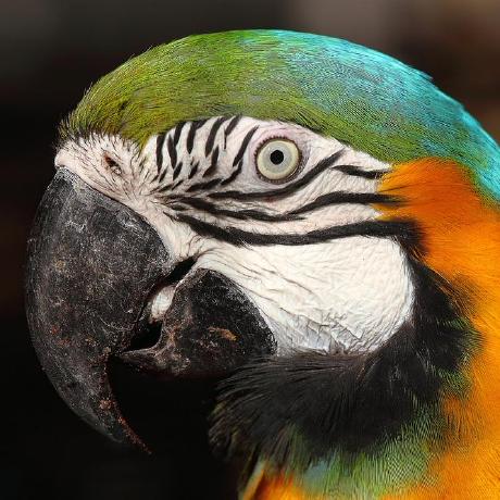 Jonas Bjunior Jj Github