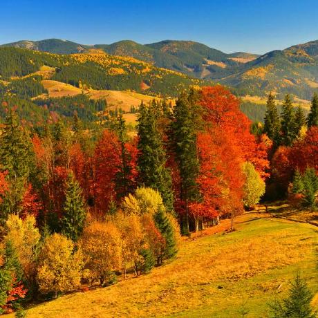 Orange Autumn Github