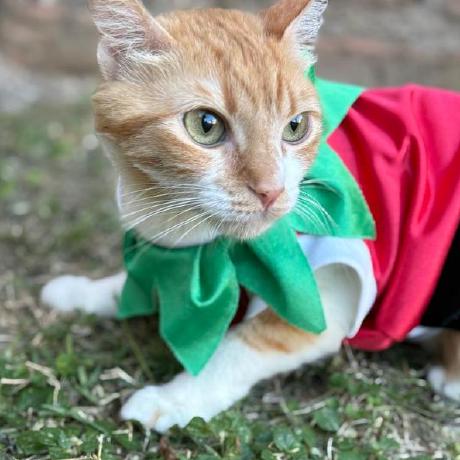 Tomas Suarez Tomas Suarez Github