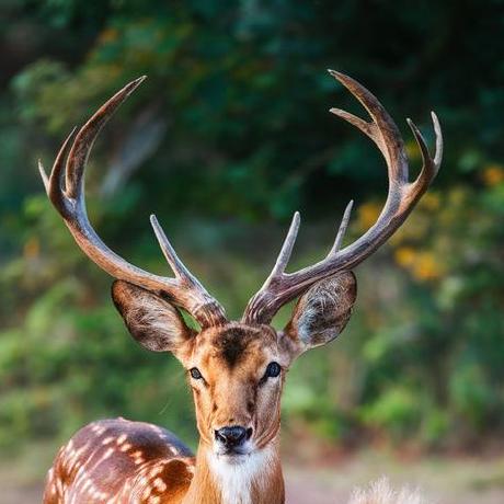 Lialyadam Lial Github