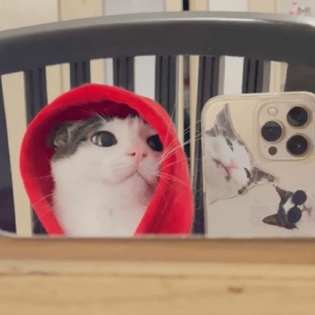 Felixchief Felix Github