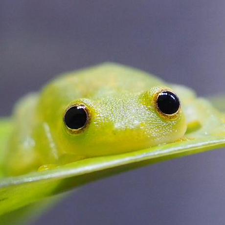 Chilzyj Tunan Github