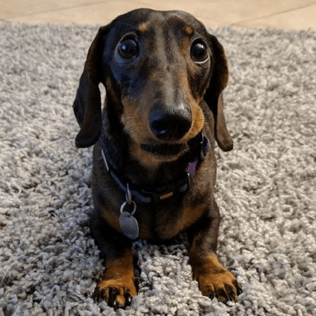 Grad O Gabriel Grad Github