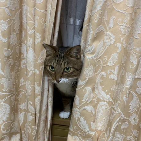 Tomoka I Tomoka Iwase Github