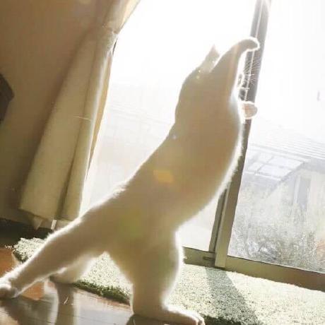 Hiropopo Hiro Github