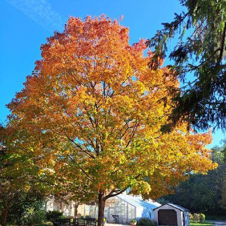 Hshaldem26 Hailey H Github