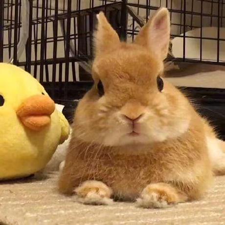 Ame817 Zou Ruizhi Github