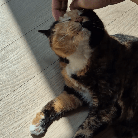 Finalproject Team 1 Github