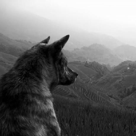 Wolftitan Wolf Github