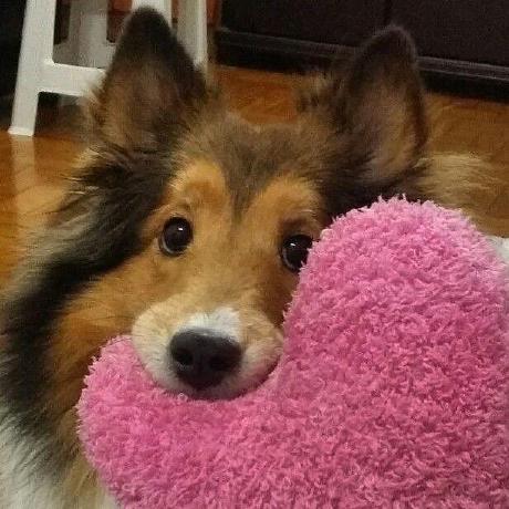 Bongpuppies Bong Puppies 3 Github