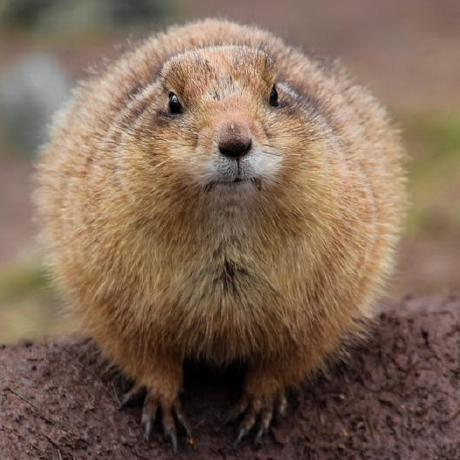 Code Written By Gophers Github - Premium Colorful Image Gallery - Retina