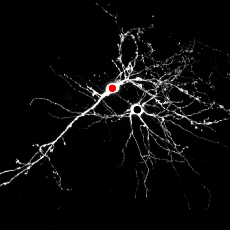 Uofl Bickford Lab Github