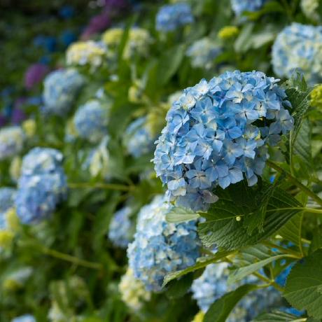 Priya Mehta436 Priya Mehta Github