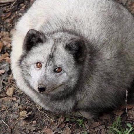 Legit Dev Github - Desktop Vintage Designs for Desktop