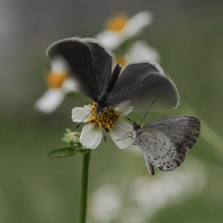 Adrian Pierre Adrian Github