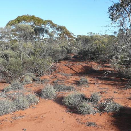 Dew Landscapes Github