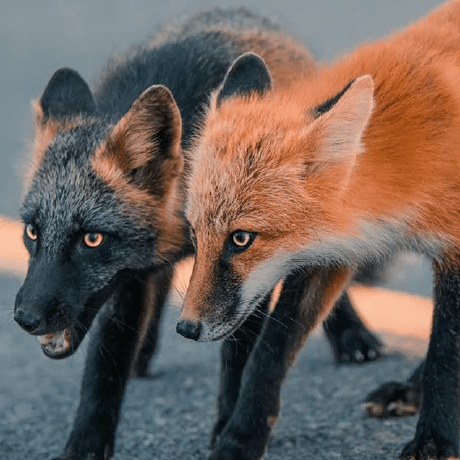 Nerdy Foxx Nerdyfoxx Github