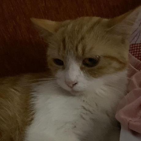 Atilla Yovchev Atilla Yovchev Github