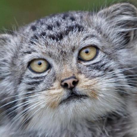 Collecting Some Depedencies Libraries For Kiwi St Github