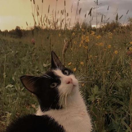 Yasmine Boudjellil Yasmine Github