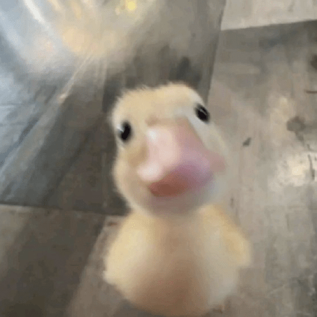 Elsa Fan Elsa Fan Github