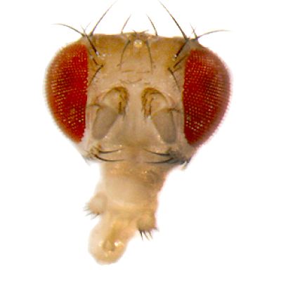 De Bivort Lab Github