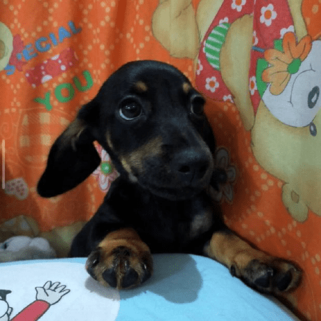 Kent Wu03 Kent Github