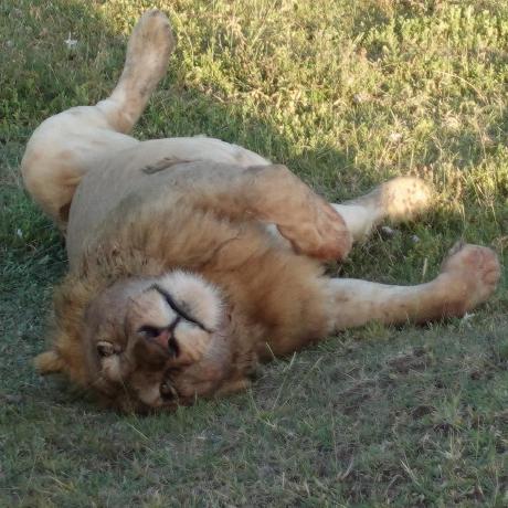 Haruki Ushikoshi Github