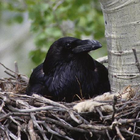 Evergreen Nest Github