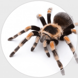 Tarantula Silenthill Io Github