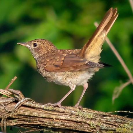 S Kubota 00 Saya Kubota Github