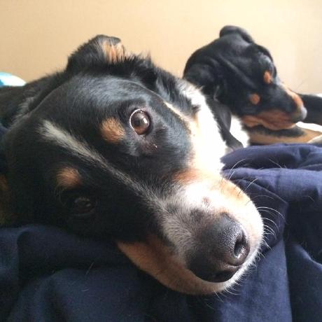 Tannerhelland Tanner Github