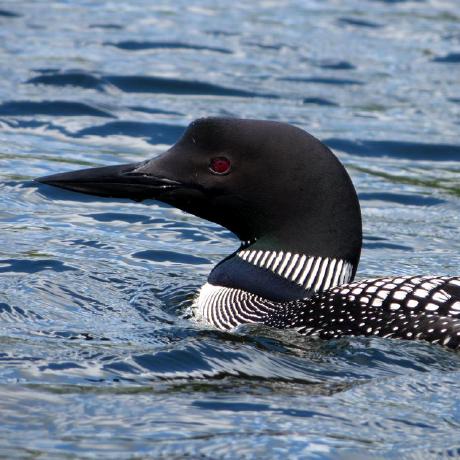 Johnsonlab Josh Johnson Github